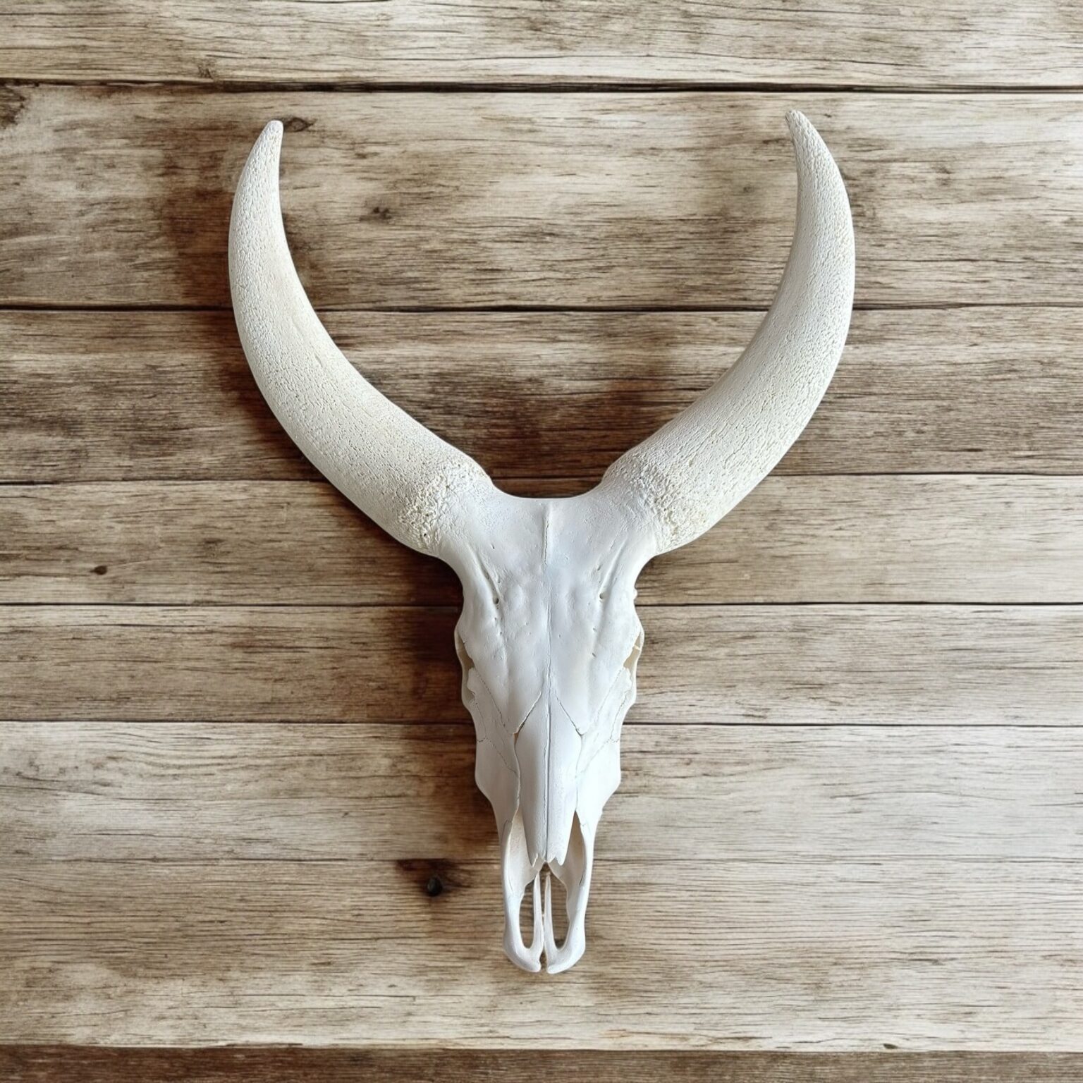 Skulls & Horns | Raven Hides