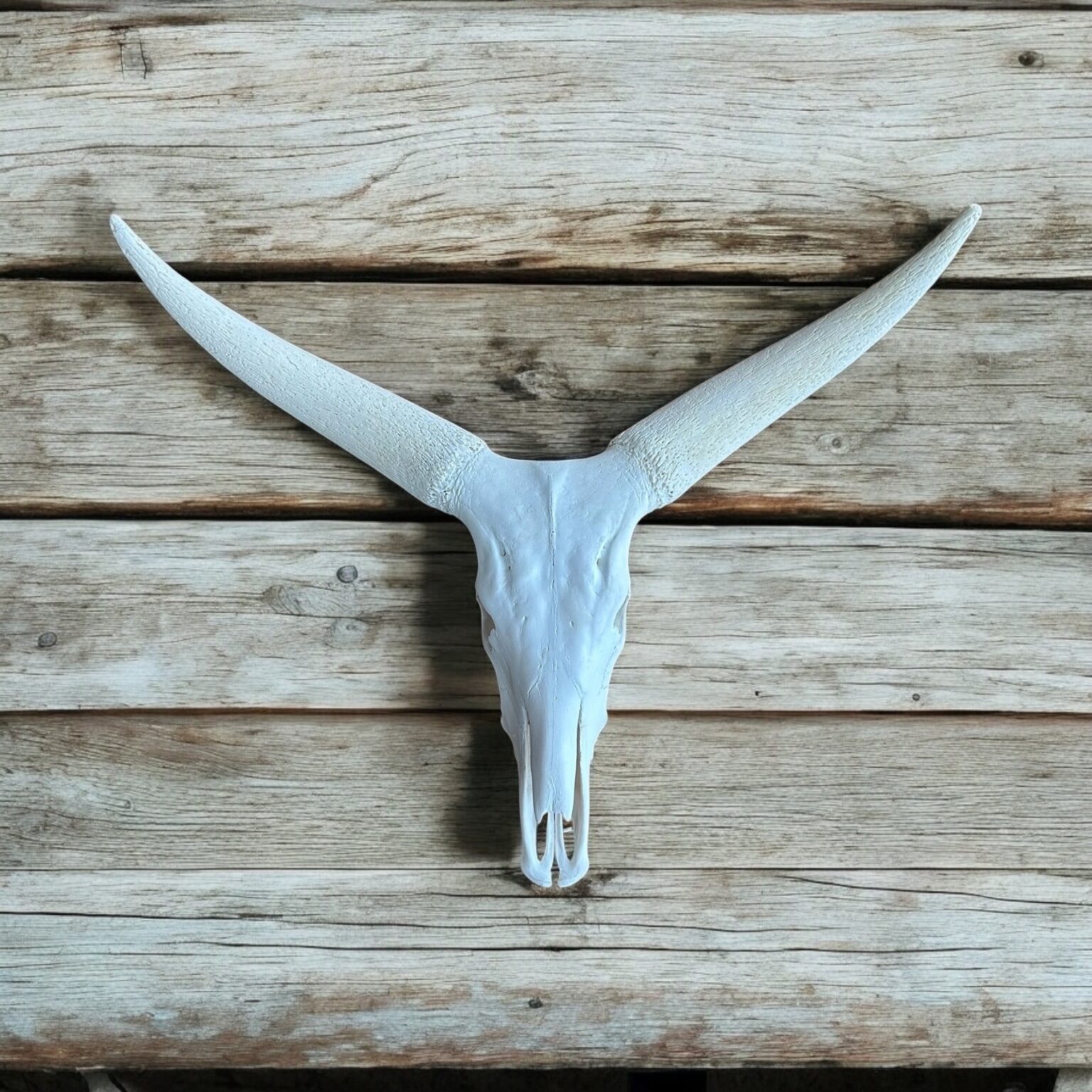 Skulls & Horns | Raven Hides