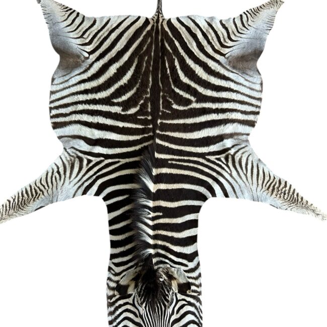 Zebra Hides, Bleached Skulls & African Decor | Raven Hides