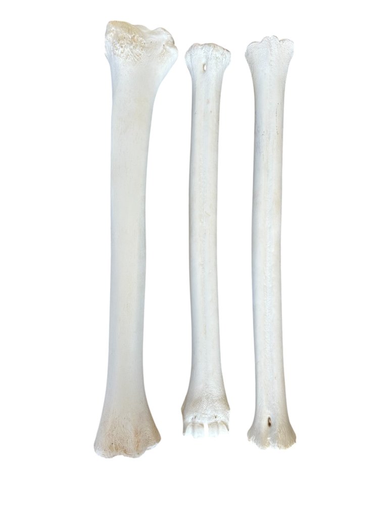 Giraffe Bones Plain