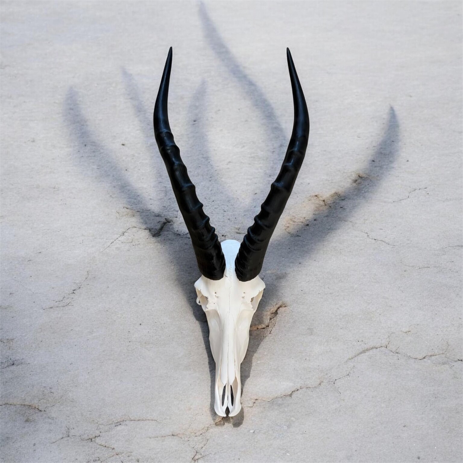 Skulls & Horns | Raven Hides