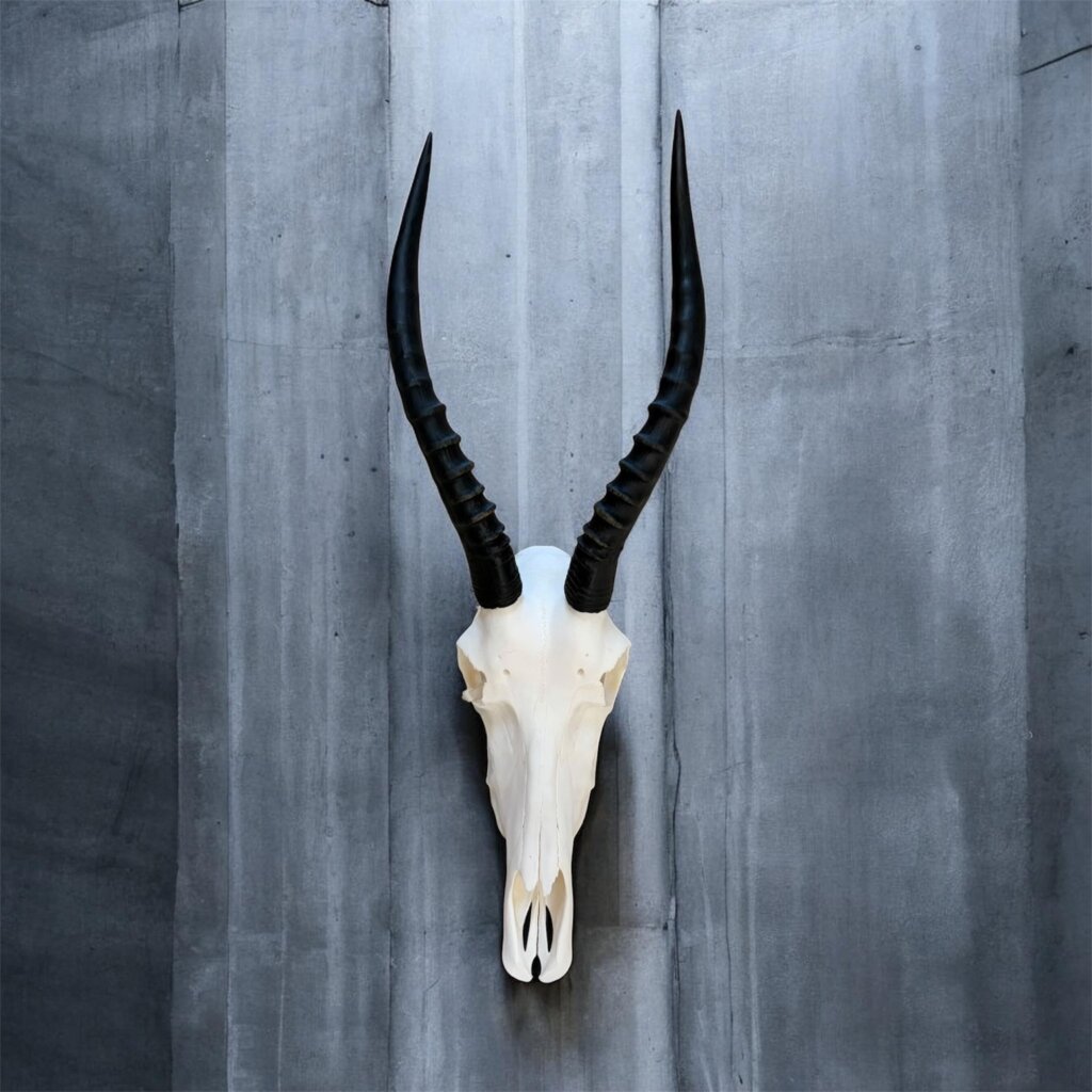 Skulls & Horns | Raven Hides